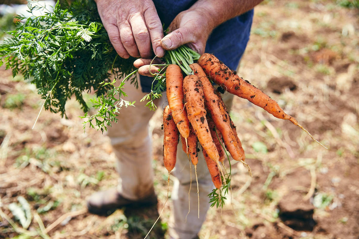 Home | Organic UK